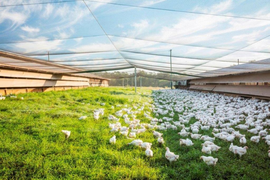 Free range banner revised - Woodlands